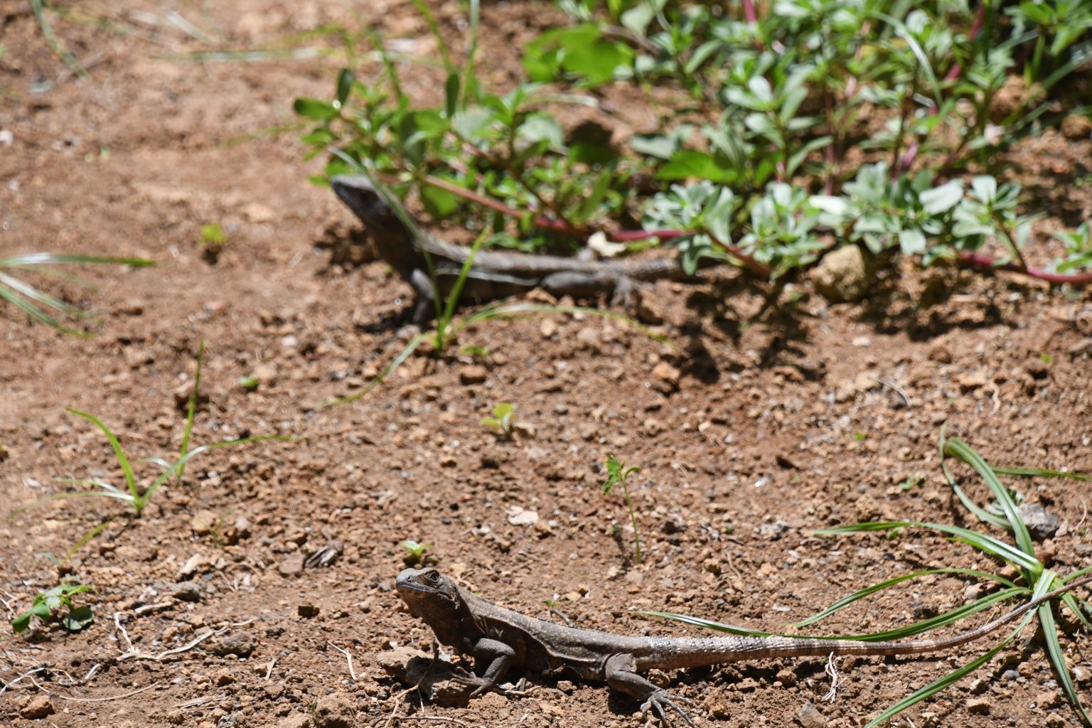 PARQUE DE FERIAS DE NANDAIME CUENTA CON ZOOCRIADERO DE GARROBO NEGRO ...