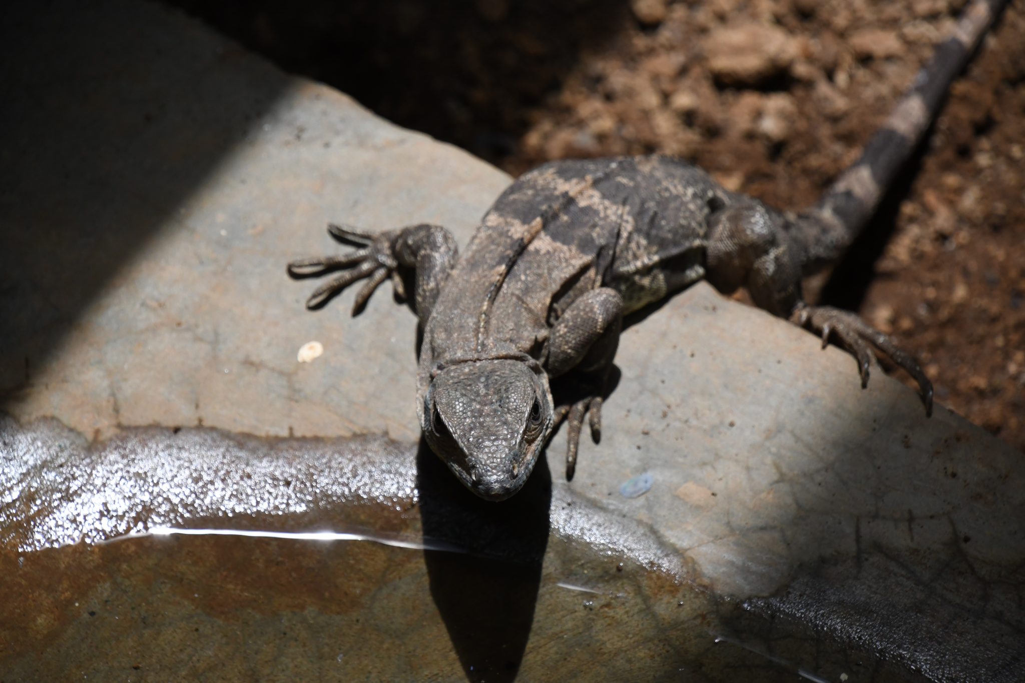 PARQUE DE FERIAS DE NANDAIME CUENTA CON ZOOCRIADERO DE GARROBO NEGRO ...