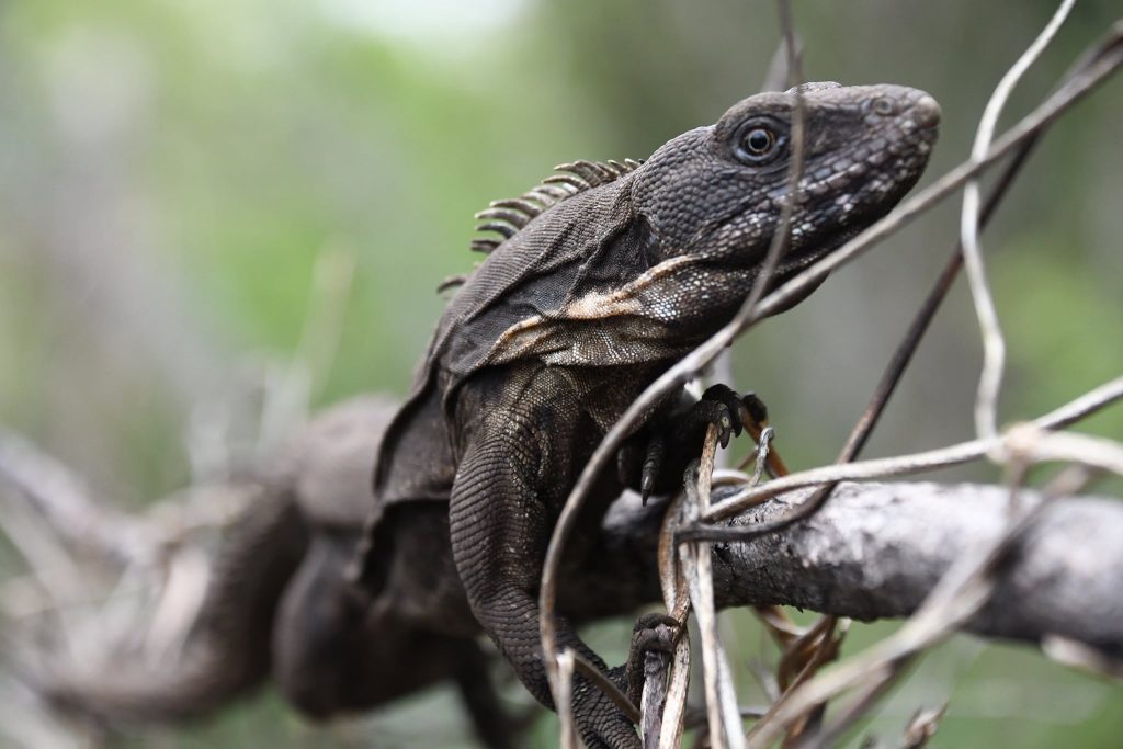 EN LA PENÍNSULA DE CHILTEPE MARENA LIBERA GARROBOS COLA CHATA – Marena