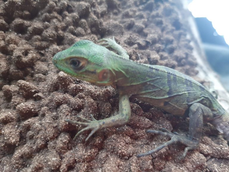 ESPECIES DE GARROBOS NEGROS RETORNAN A SU HÁBITAT NATURAL GRACIAS A ...