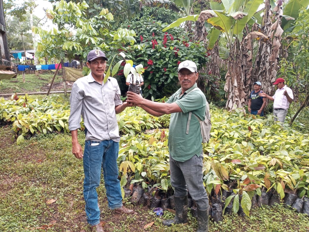 2 MIL 925 PLANTAS FORESTALES Y FRUTALES SON ENTREGADAS EN LA COSTA CARIBE NORTE – Marena