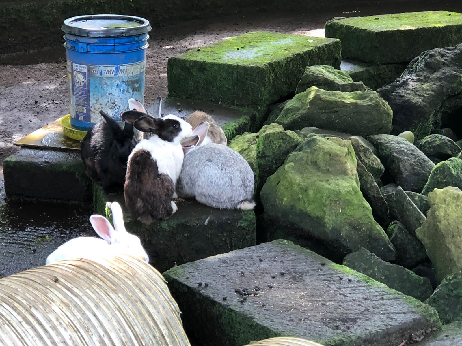 CONEJO Y VENADO SERÁN LAS ESPECIES QUE SE REPRODUCIRÁN EN NUEVO ...