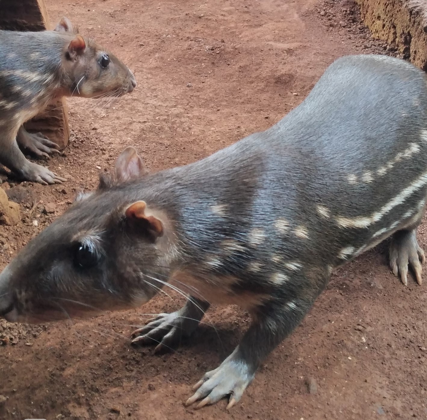 SAN CARLOS CUENTA CON NUEVO ZOOCRIADERO DE GUARDATINAJA – Marena
