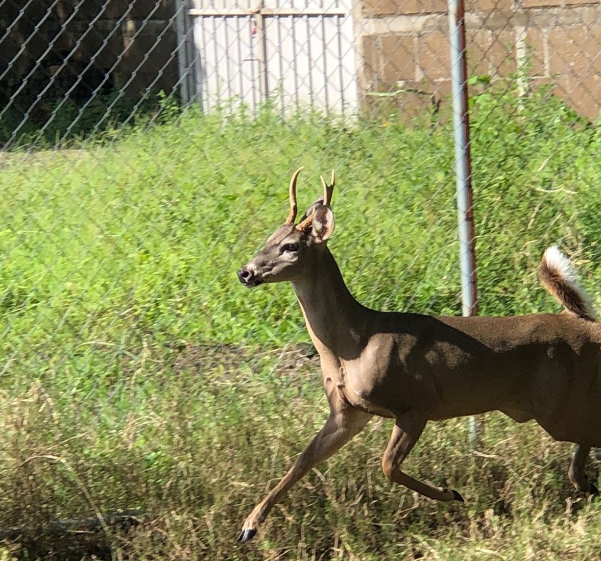 CONEJO Y VENADO SERÁN LAS ESPECIES QUE SE REPRODUCIRÁN EN NUEVO ...