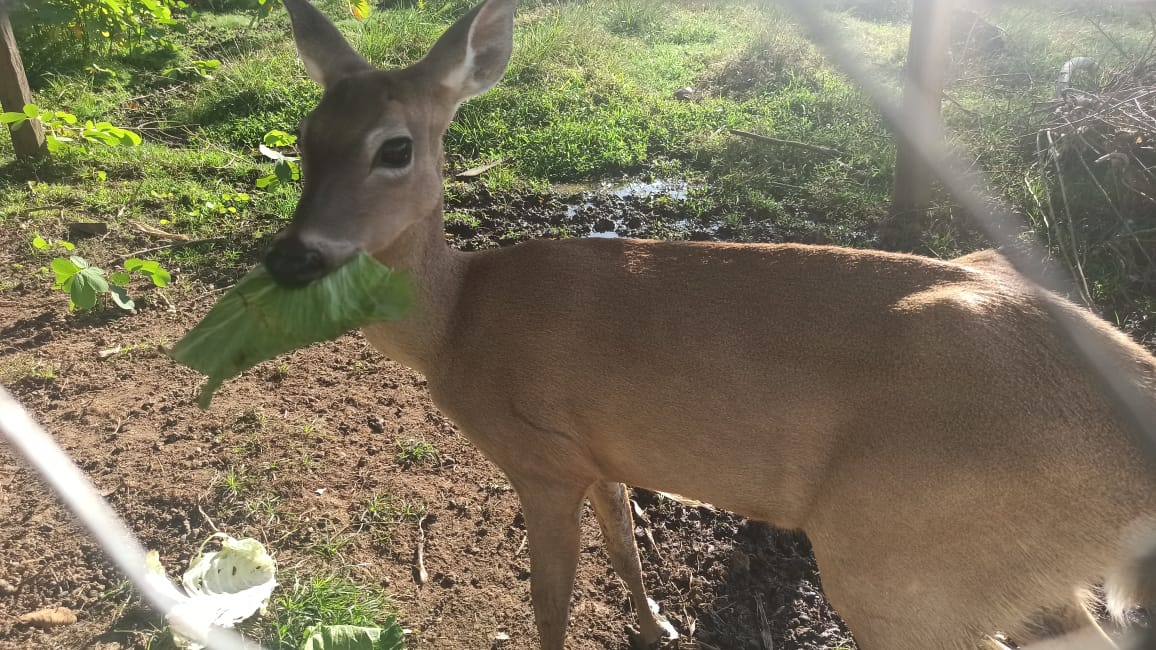 Buen Gobierno promueve preservación de Guardatinajas y Venados en Río ...
