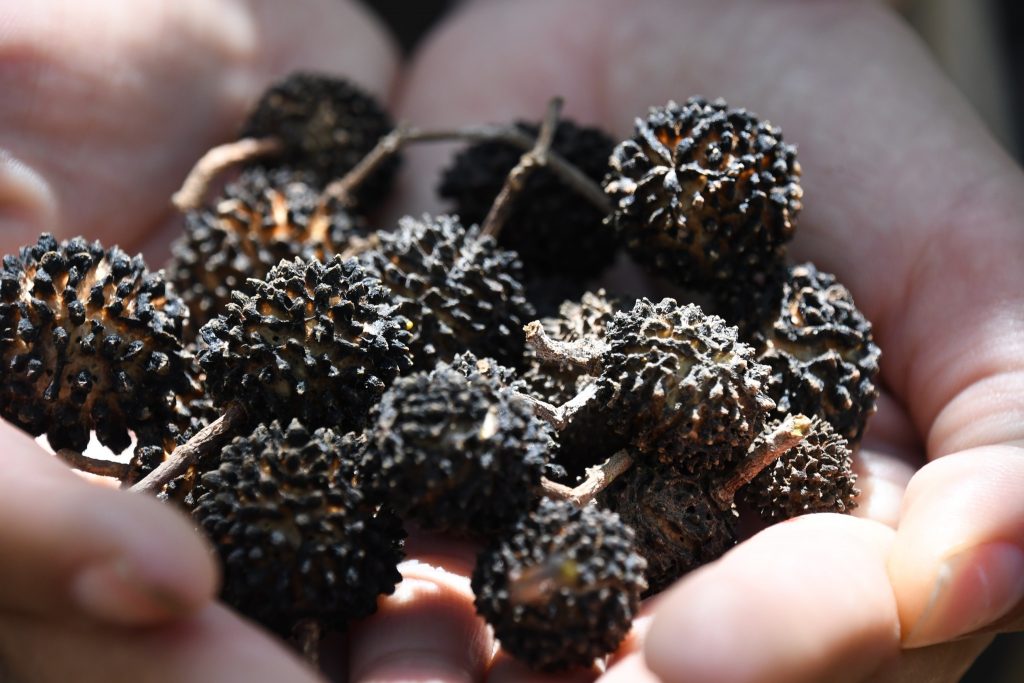 400 semillas forestales son recolectadas para establecimiento de ...