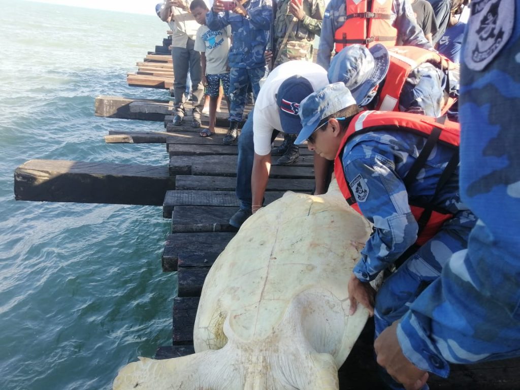 09 Tortugas Verdes son liberadas en Reserva Biológica Cayos Miskitos ...