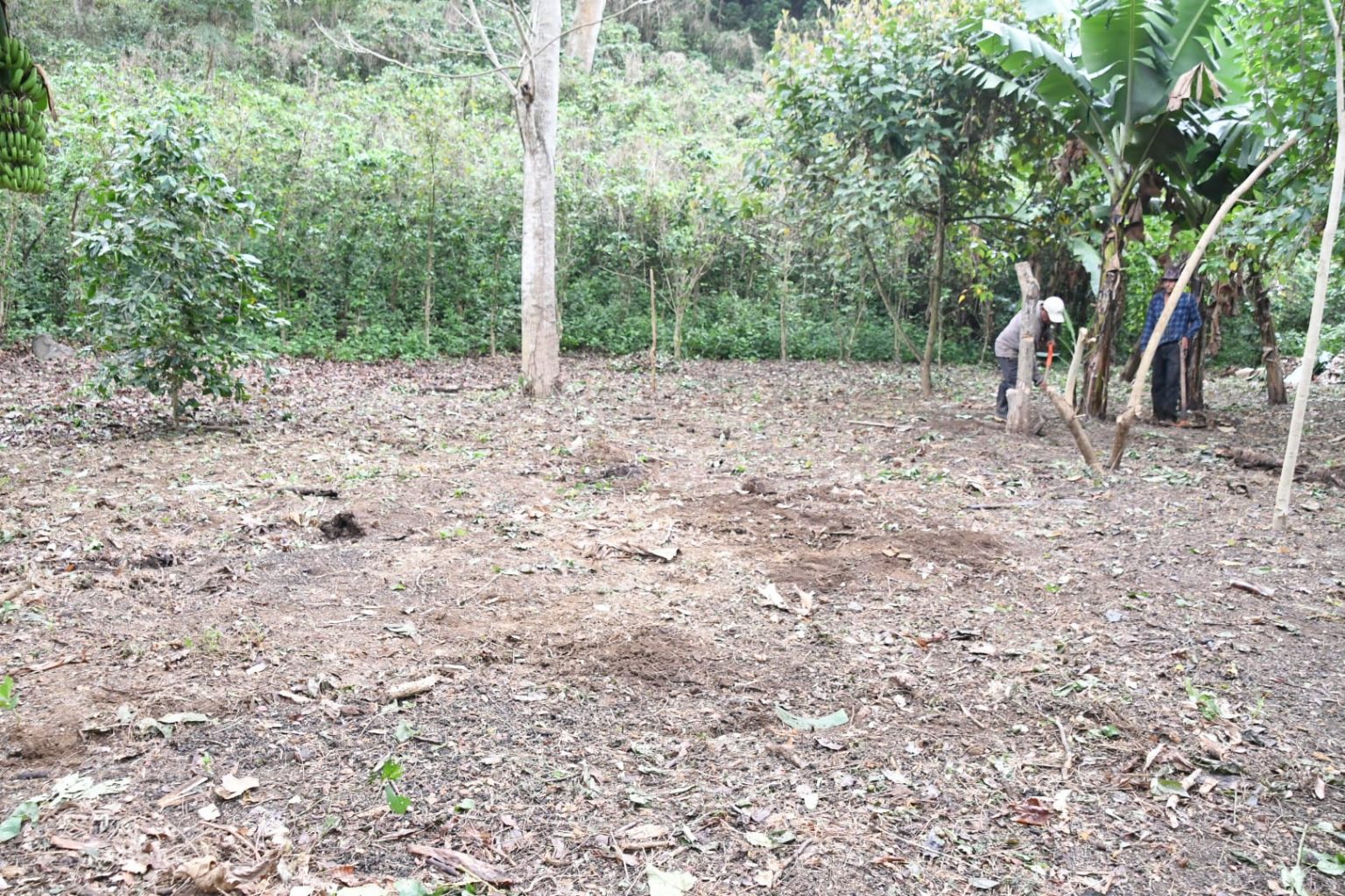 Recolecta de semillas: una acción para restaurar nuestra naturaleza ...