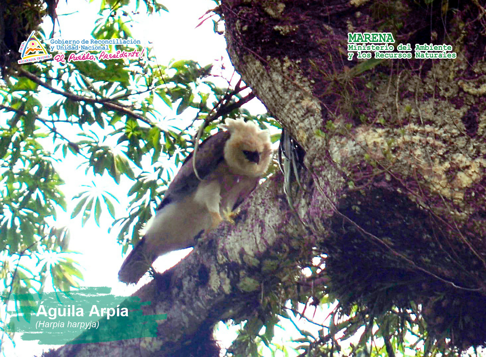 Águila Arpía es avistada en el Parque Nacional Saslaya – Marena