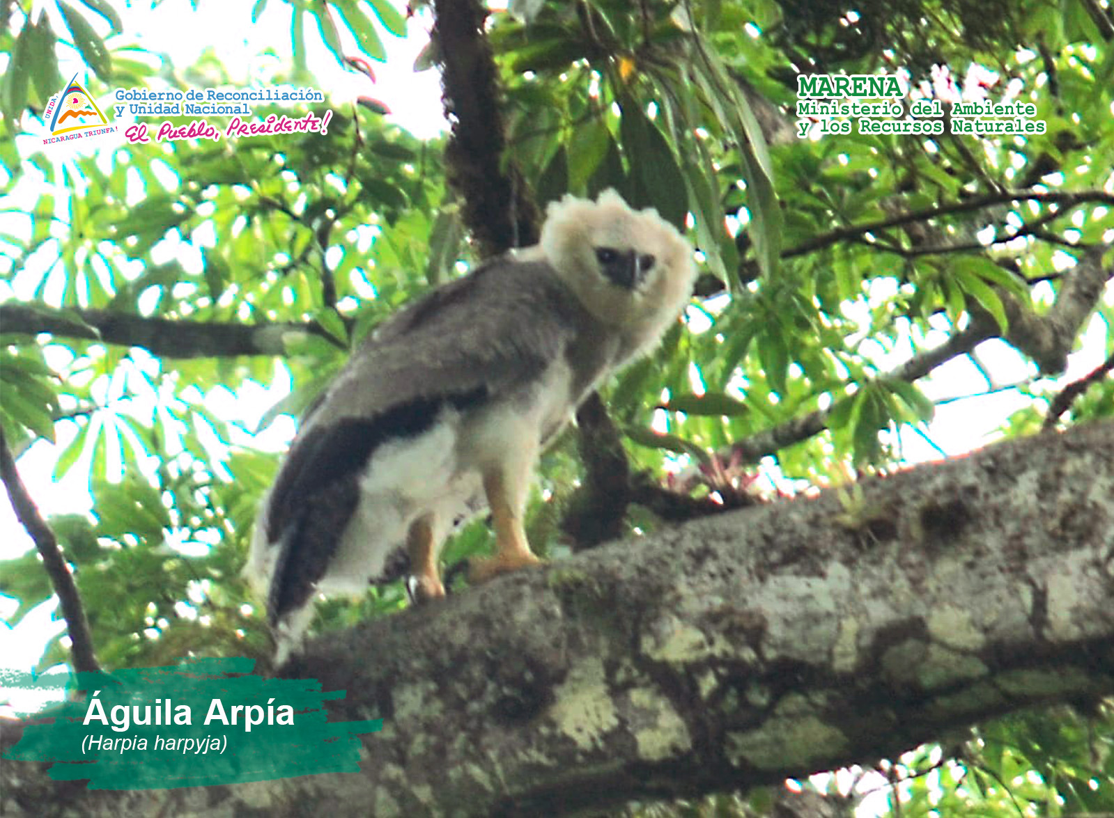 Águila Arpía es avistada en el Parque Nacional Saslaya – Marena