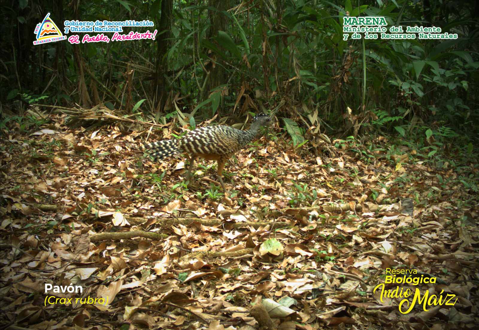 ¡La Reserva Biológica Indio Maíz sorprende con su rica diversidad de ...