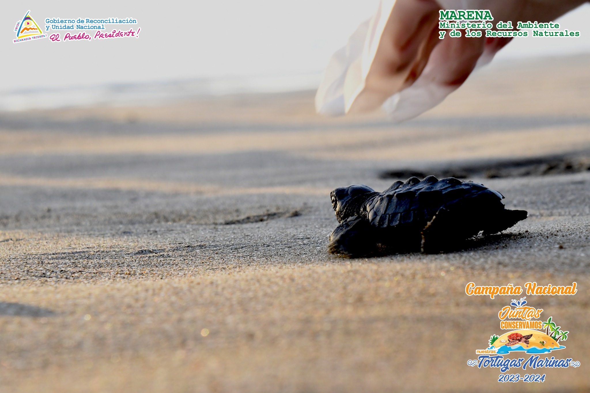 Espectacular liberación de 600 tortuguillos en la Flor, Rivas – Marena