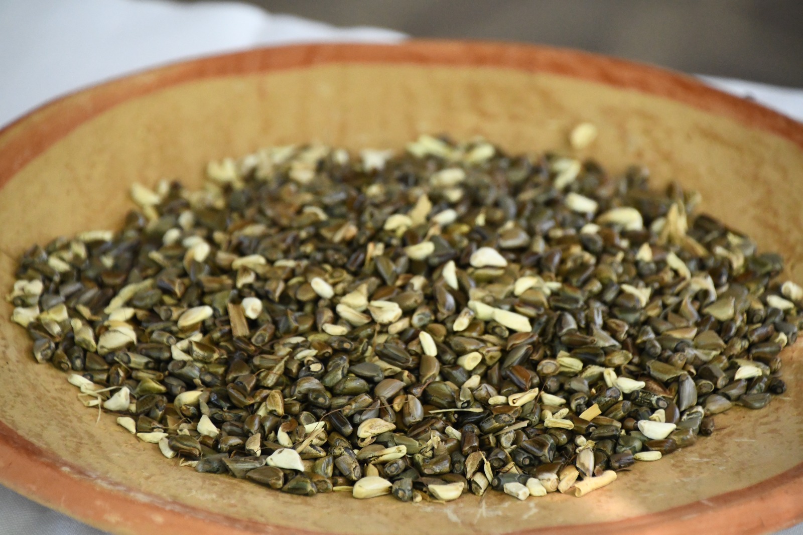 Teocintle una especie de maíz primitivo en peligro de extinción que ...