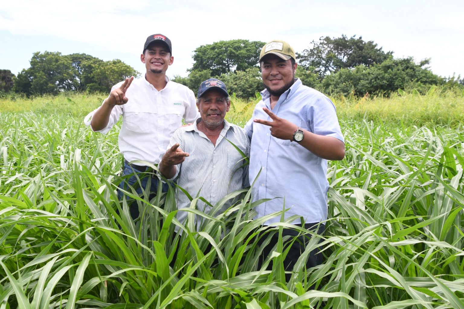 Teocintle una especie de maíz primitivo en peligro de extinción que ...