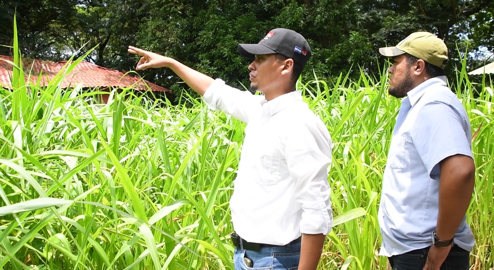 Teocintle una especie de maíz primitivo en peligro de extinción que ...