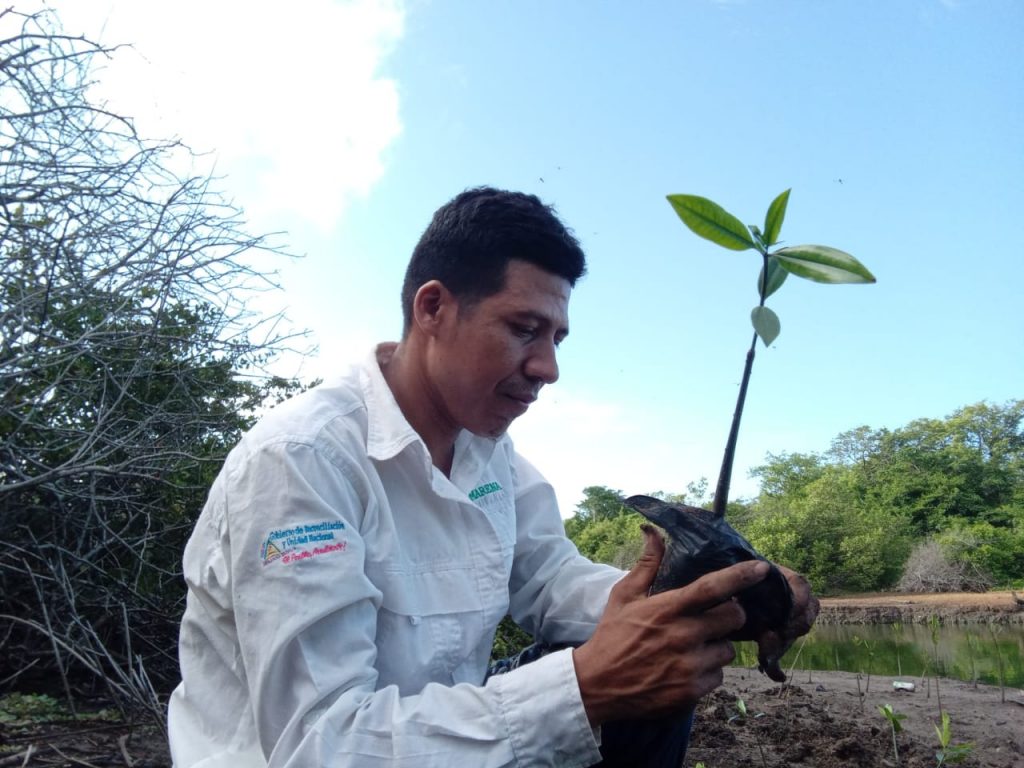 Reforestación de Mangle aporta a la conservación de los ecosistemas ...