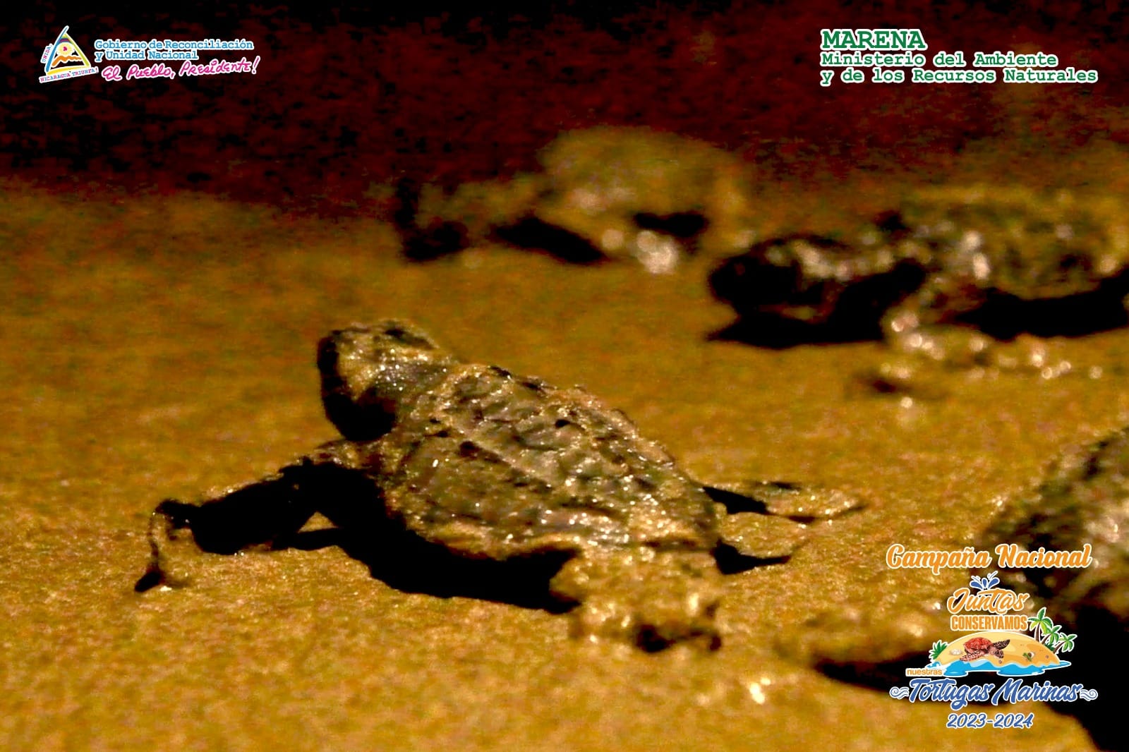 Tortuguillos regresan a su hábitat luego de eclosionar en las costas de ...