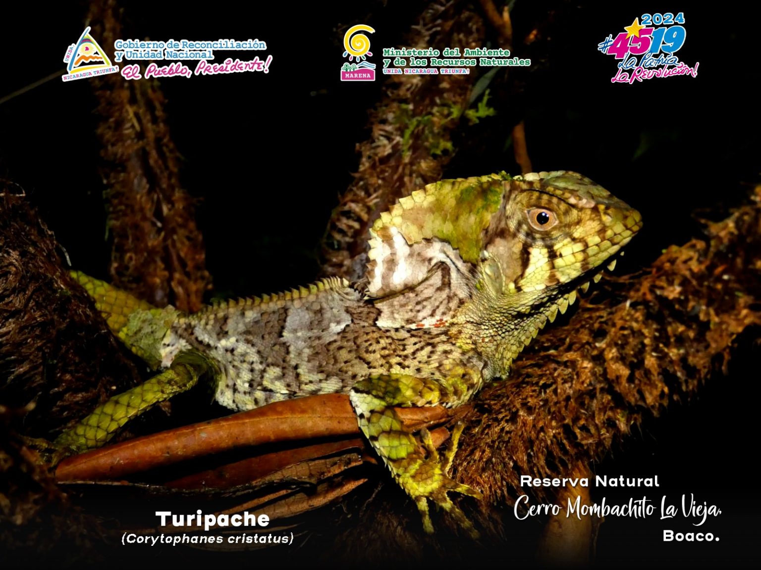 Monitoreamos la fauna de Mombachito la Vieja – Marena