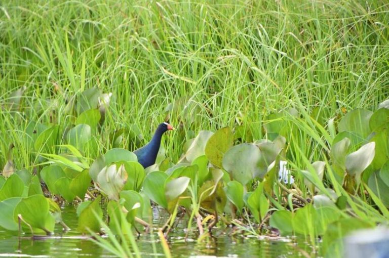 Lago de Apanás: Un Refugio de Biodiversidad y Ecoturismo en Nicaragua ...
