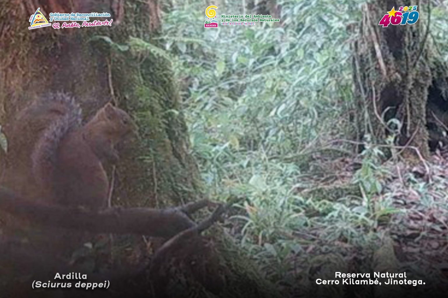 Impresionantes especies fauna silvestre en Kilambé – Marena